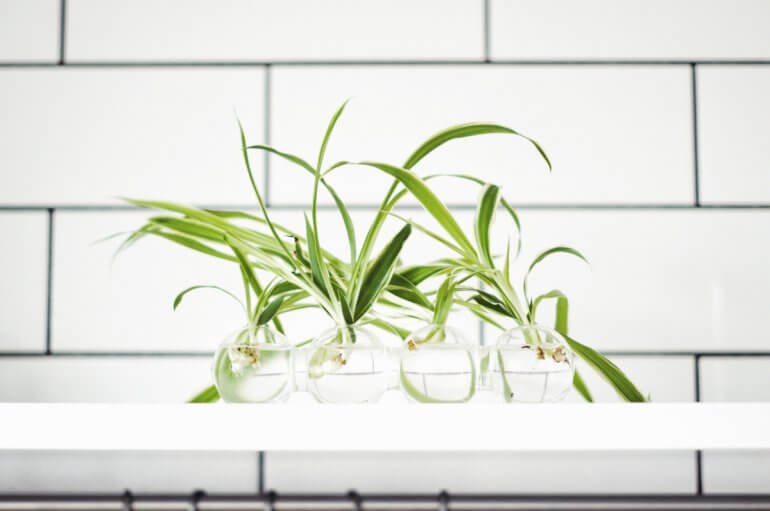 Tips på krukväxter som passar i amplar - Plantbyrån