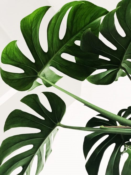 Ampellilja: en odödlig krukväxt - Skötsel, sticklingar mm. - Plantbyrån
