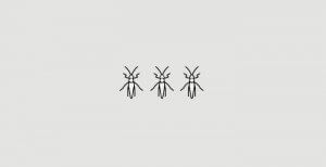 Trips på krukväxter: identifiering och bekämpning - Plantbyrån