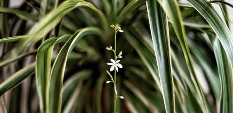 Ampellilja: en odödlig krukväxt - Skötsel, sticklingar mm. - Plantbyrån