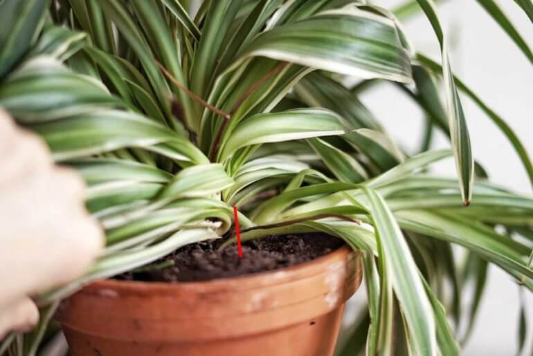 Ampellilja: en odödlig krukväxt - Skötsel, sticklingar mm. - Plantbyrån