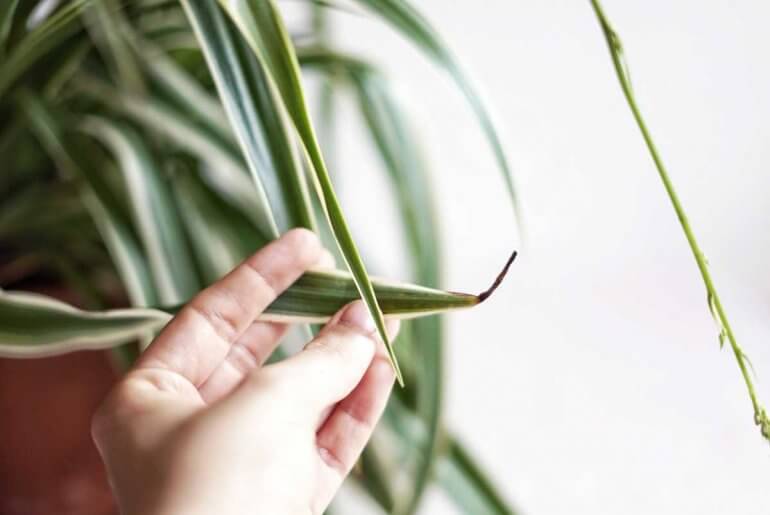 Ampellilja: en odödlig krukväxt - Skötsel, sticklingar mm. - Plantbyrån