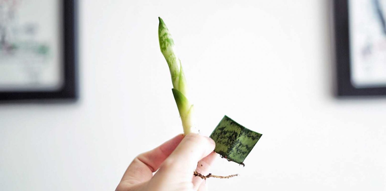 Ta stickling av svärmorstunga - så gör du! - Guide - Plantbyrån